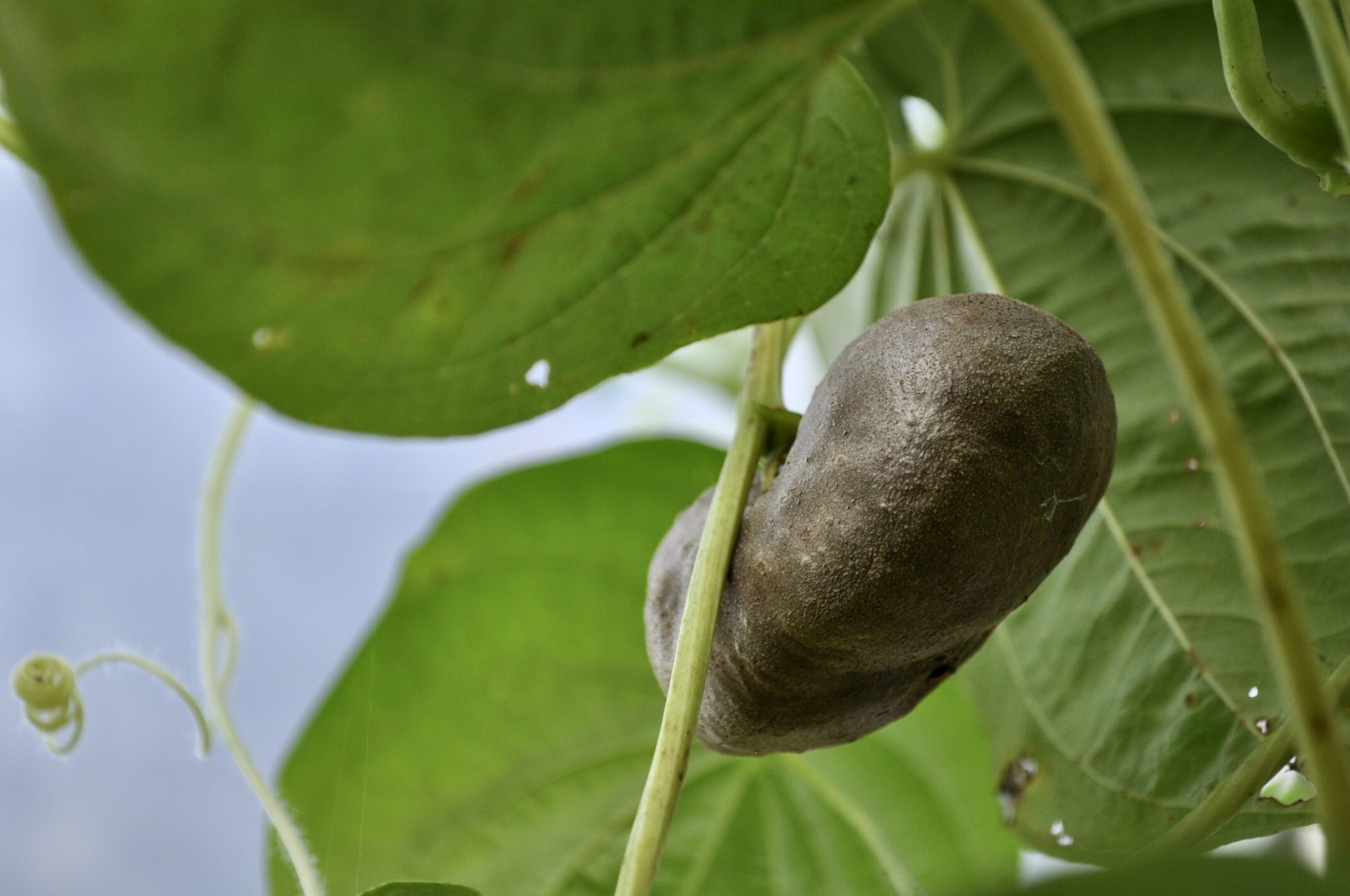 Introducing Air Potatoes – Mountain Jewel