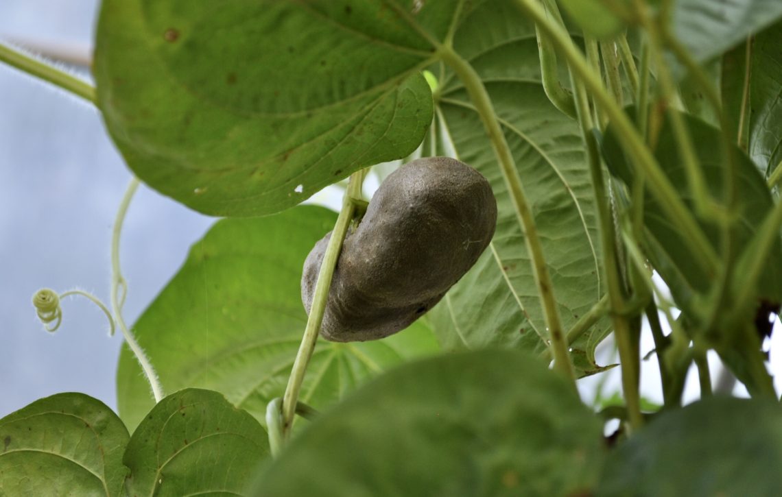 Introducing Air Potatoes – Mountain Jewel