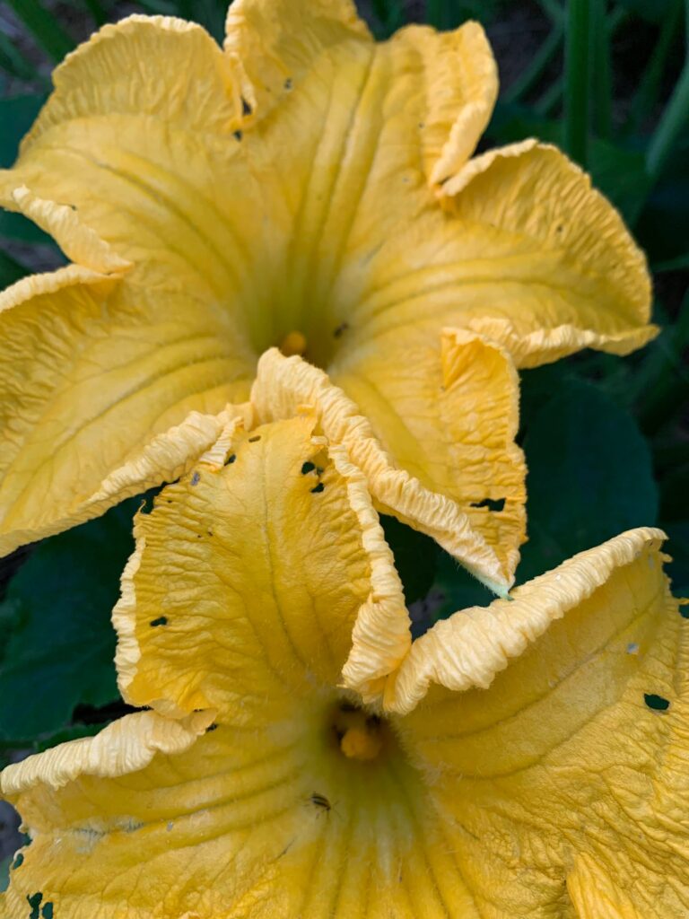 2022 Squash Bug Resistant C. moschata Landrace Grow Report – Mountain Jewel