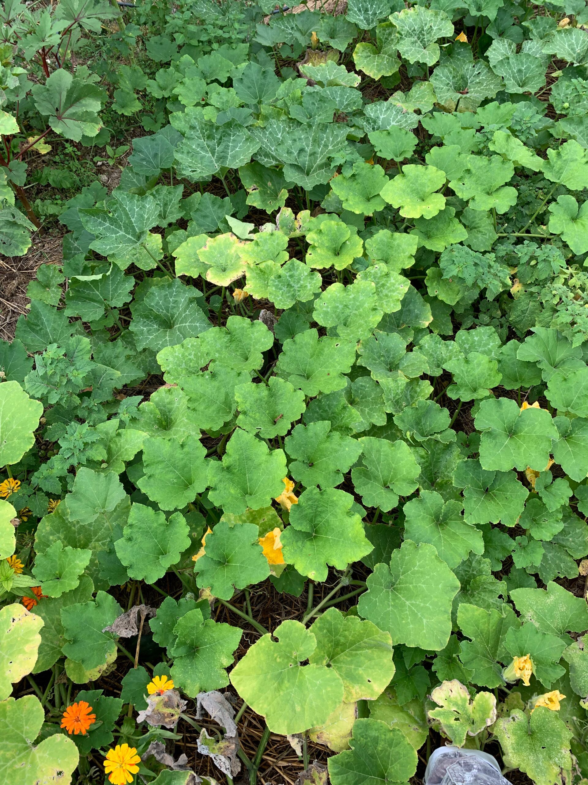 2022 Squash Bug Resistant C. moschata Landrace Grow Report – Mountain Jewel