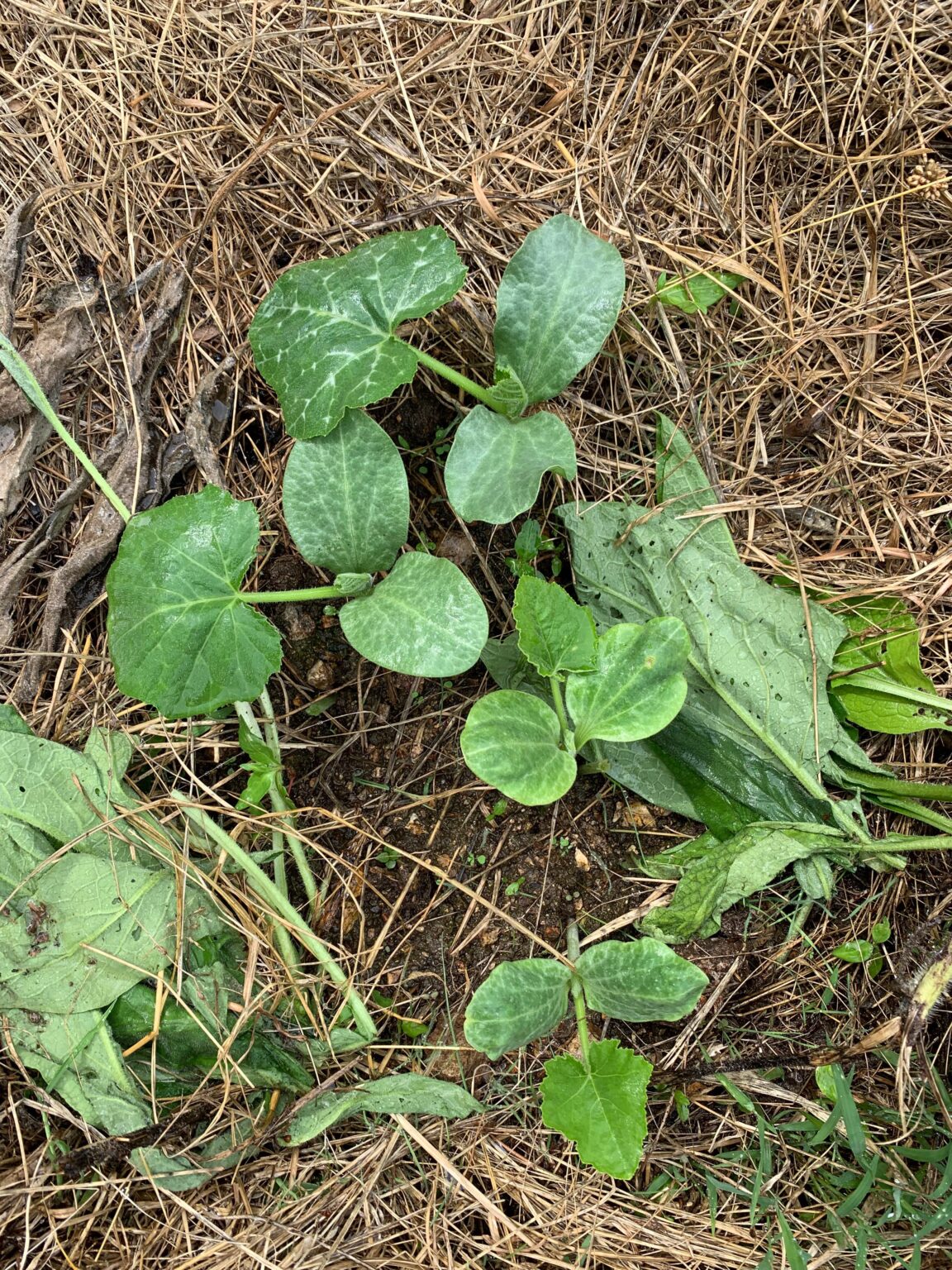 2022 Squash Bug Resistant C. moschata Landrace Grow Report – Mountain Jewel